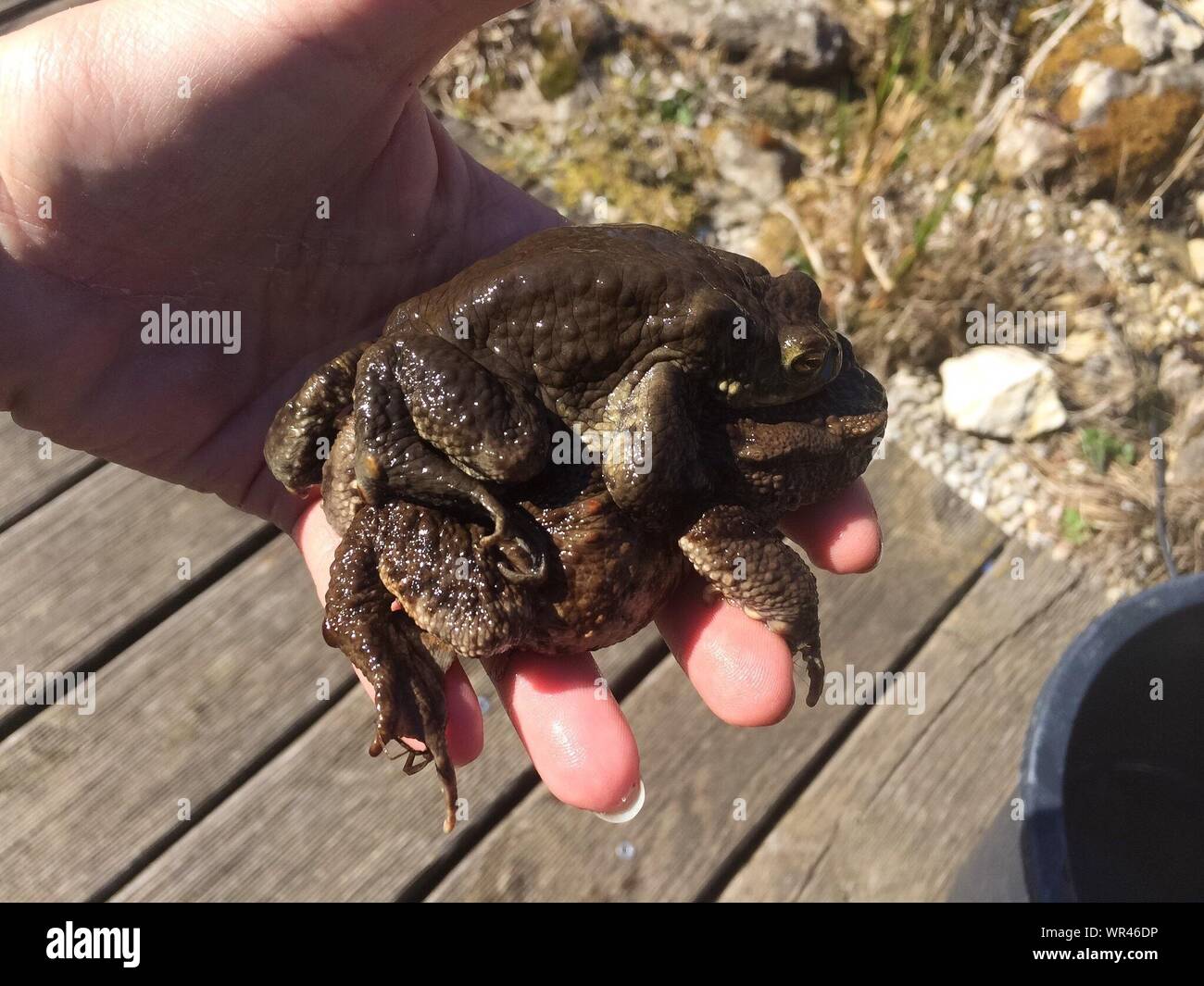 Real frogs hi-res stock photography and images - Alamy