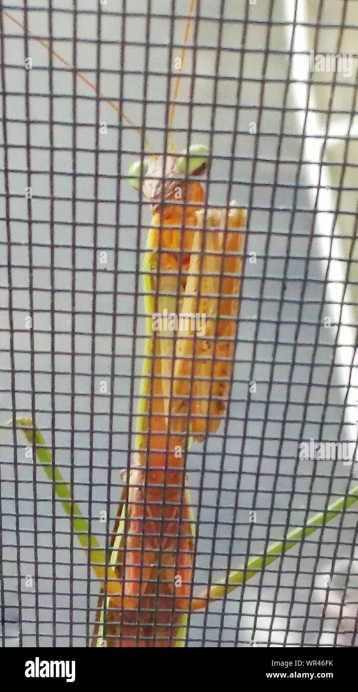 Metal praying mantis hi-res stock photography and images - Alamy