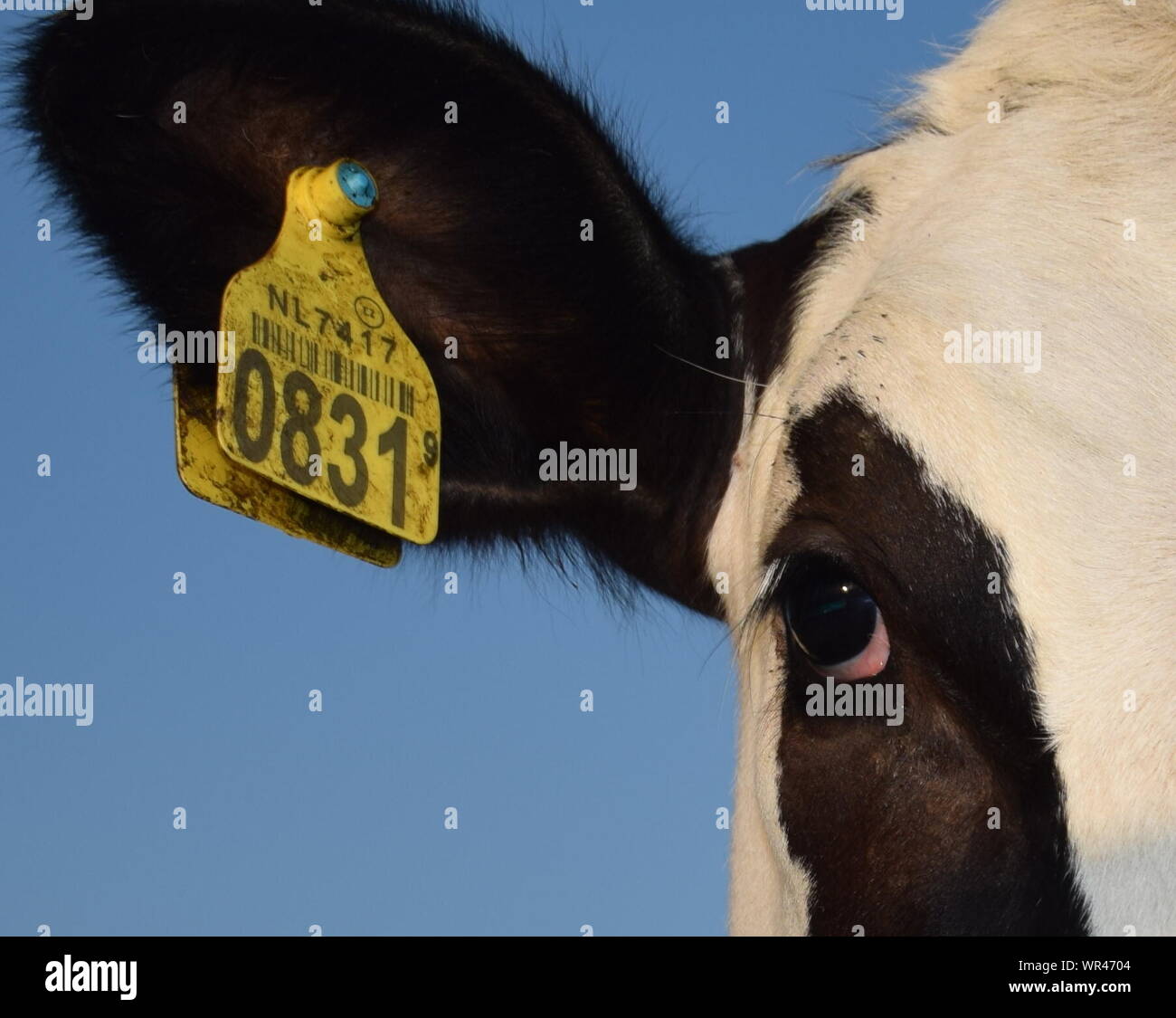 Livestock ear tag hi-res stock photography and images - Alamy