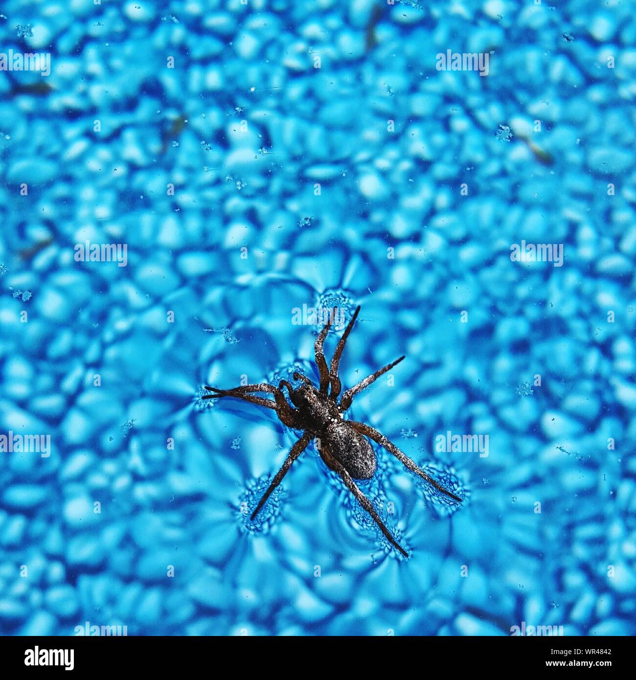 Water spider surface hi-res stock photography and images - Alamy