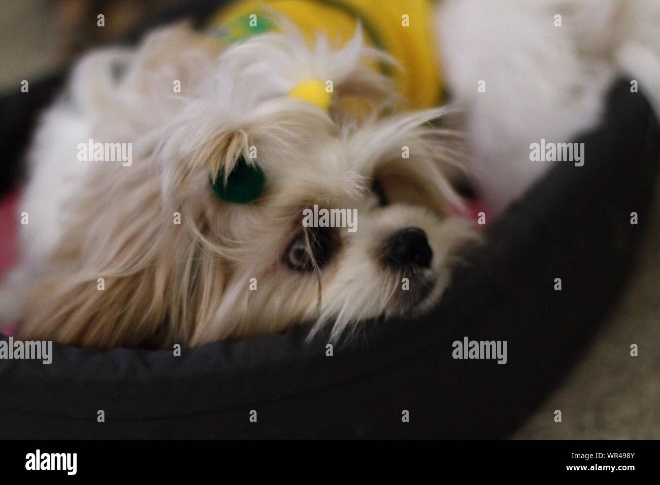 Pampered High Resolution Stock Photography and Images - Alamy