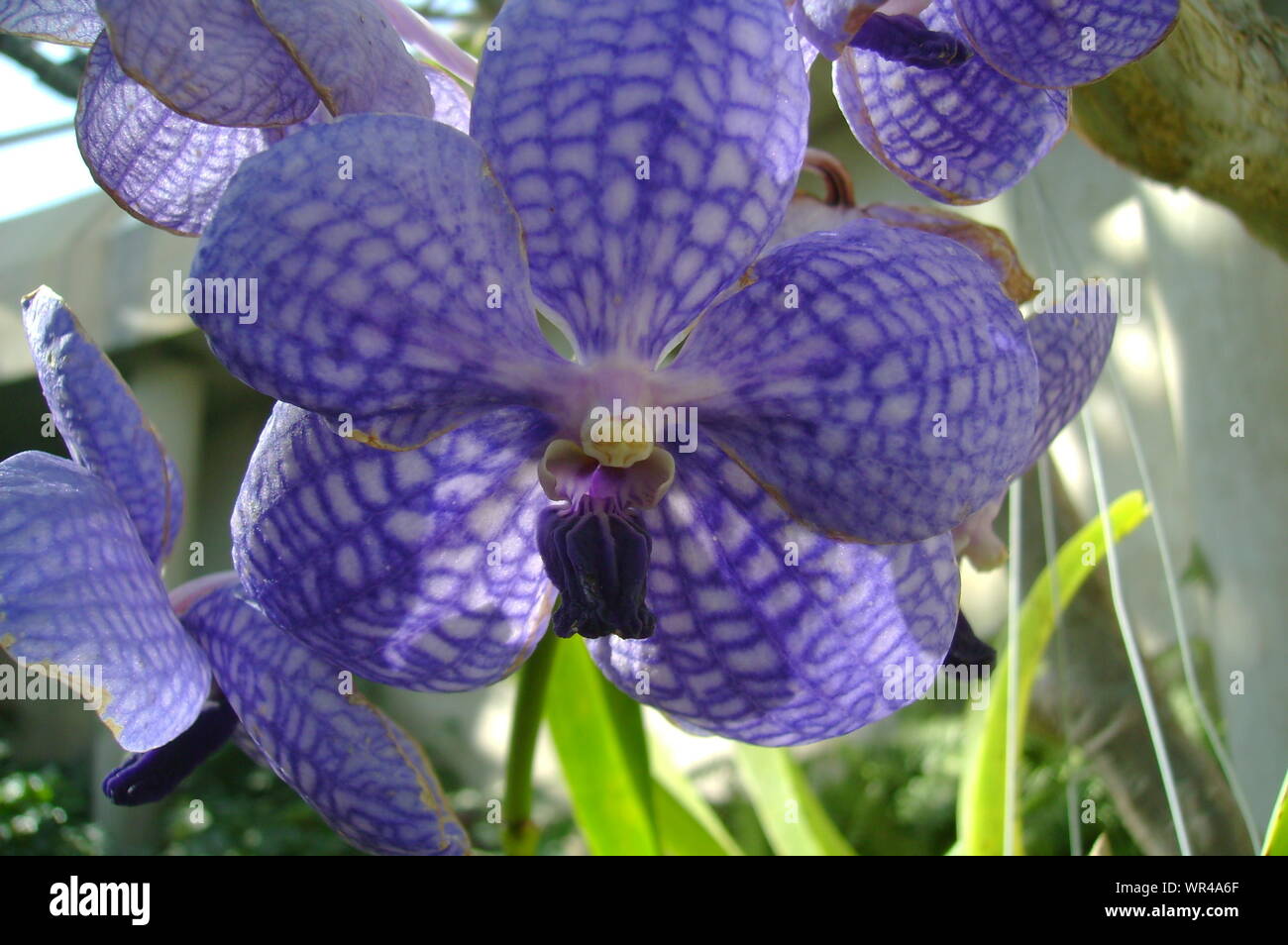 Blue orchids High Resolution Stock Photography and Images - Alamy