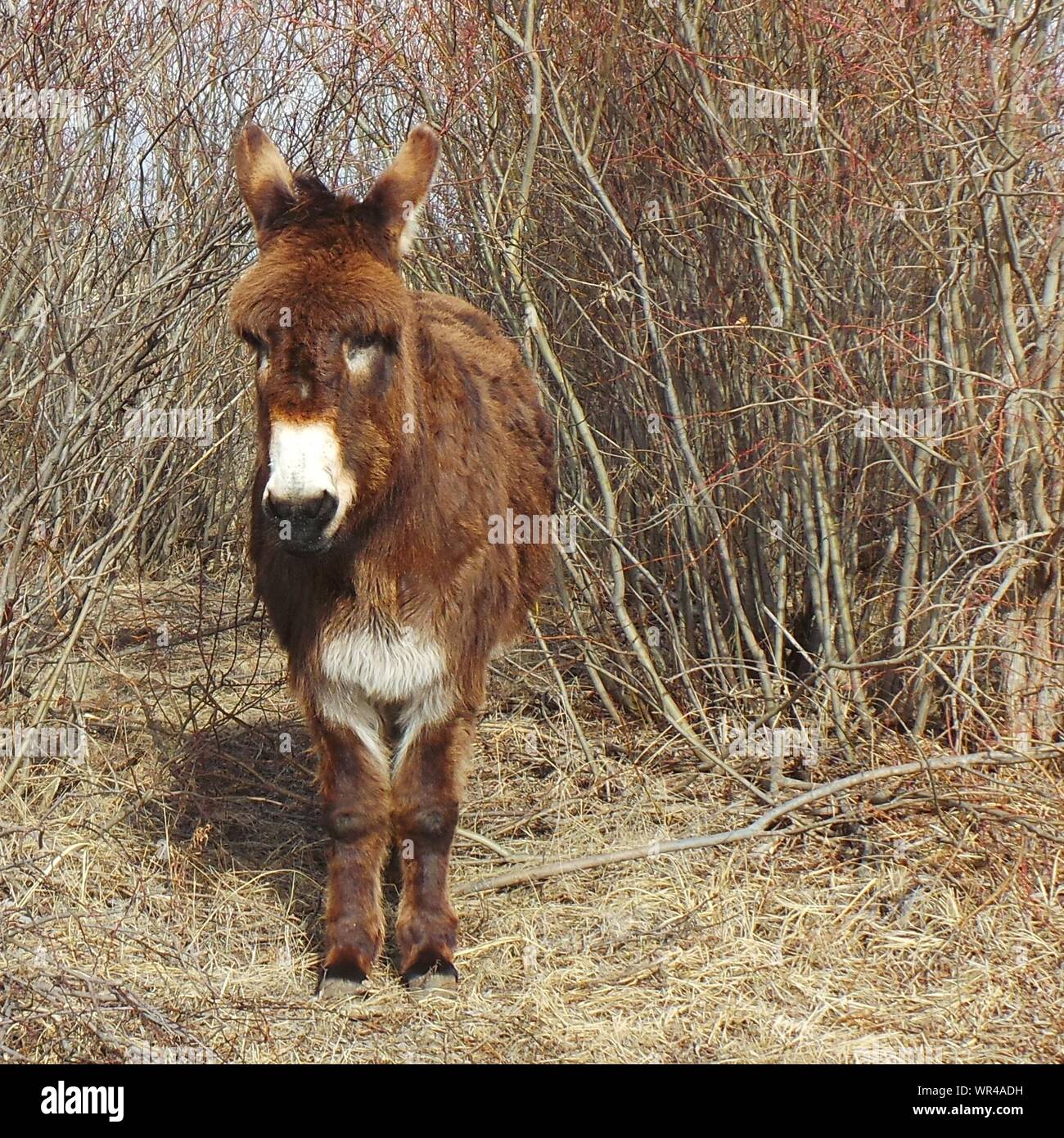 Donkey dead hi-res stock photography and images - Alamy