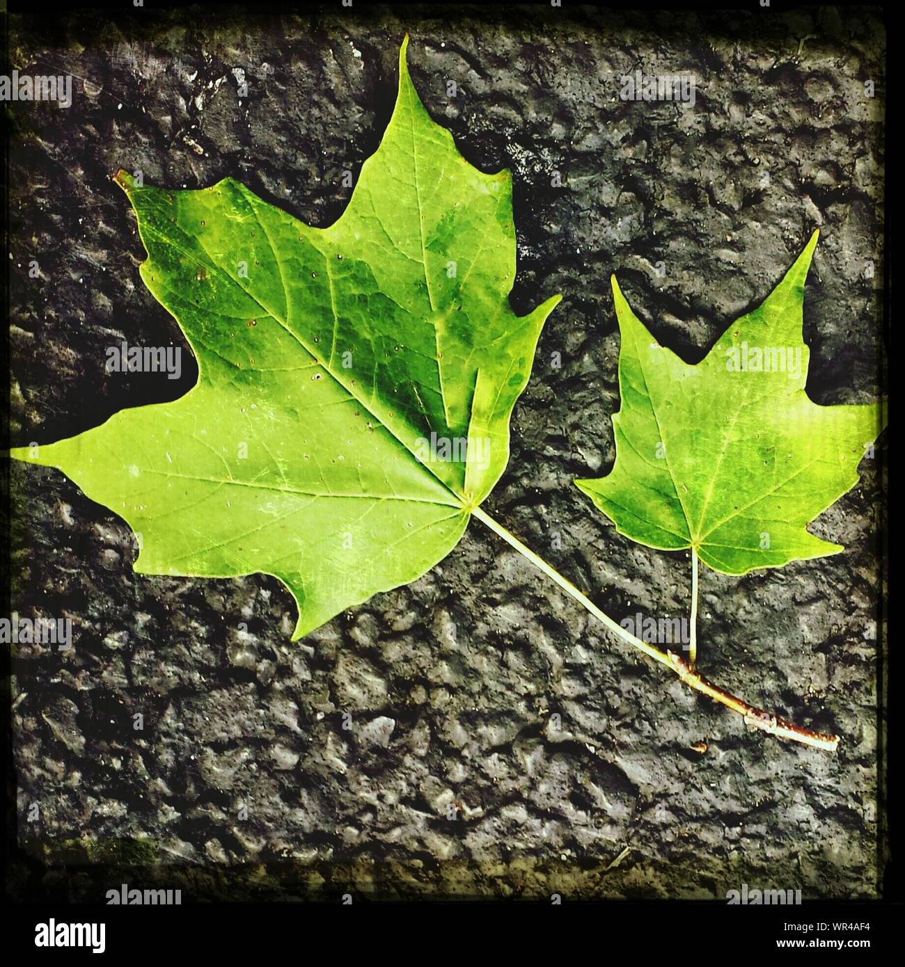 Dirty leaves hi-res stock photography and images - Alamy