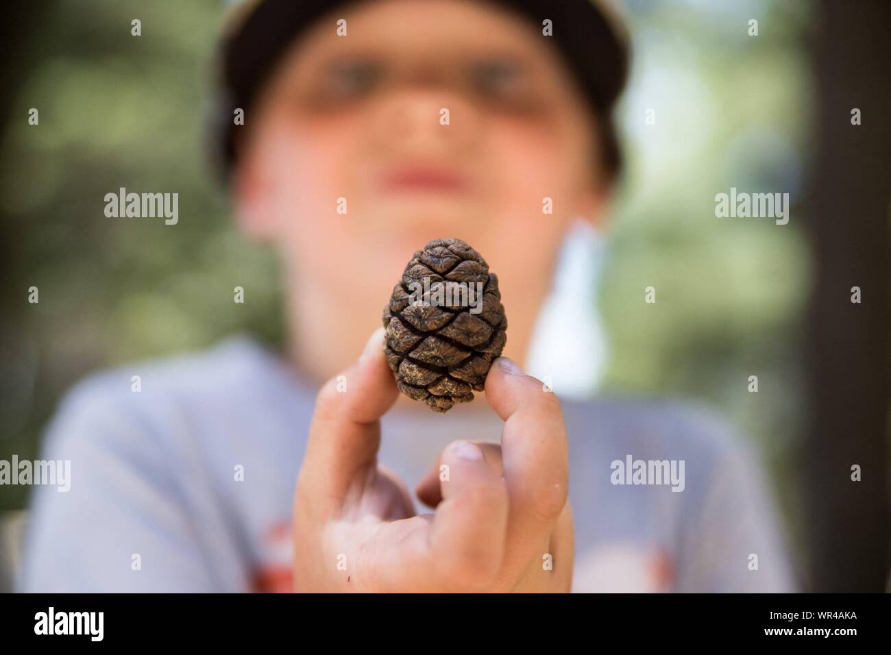 Sequoia pine cone hi-res stock photography and images - Alamy