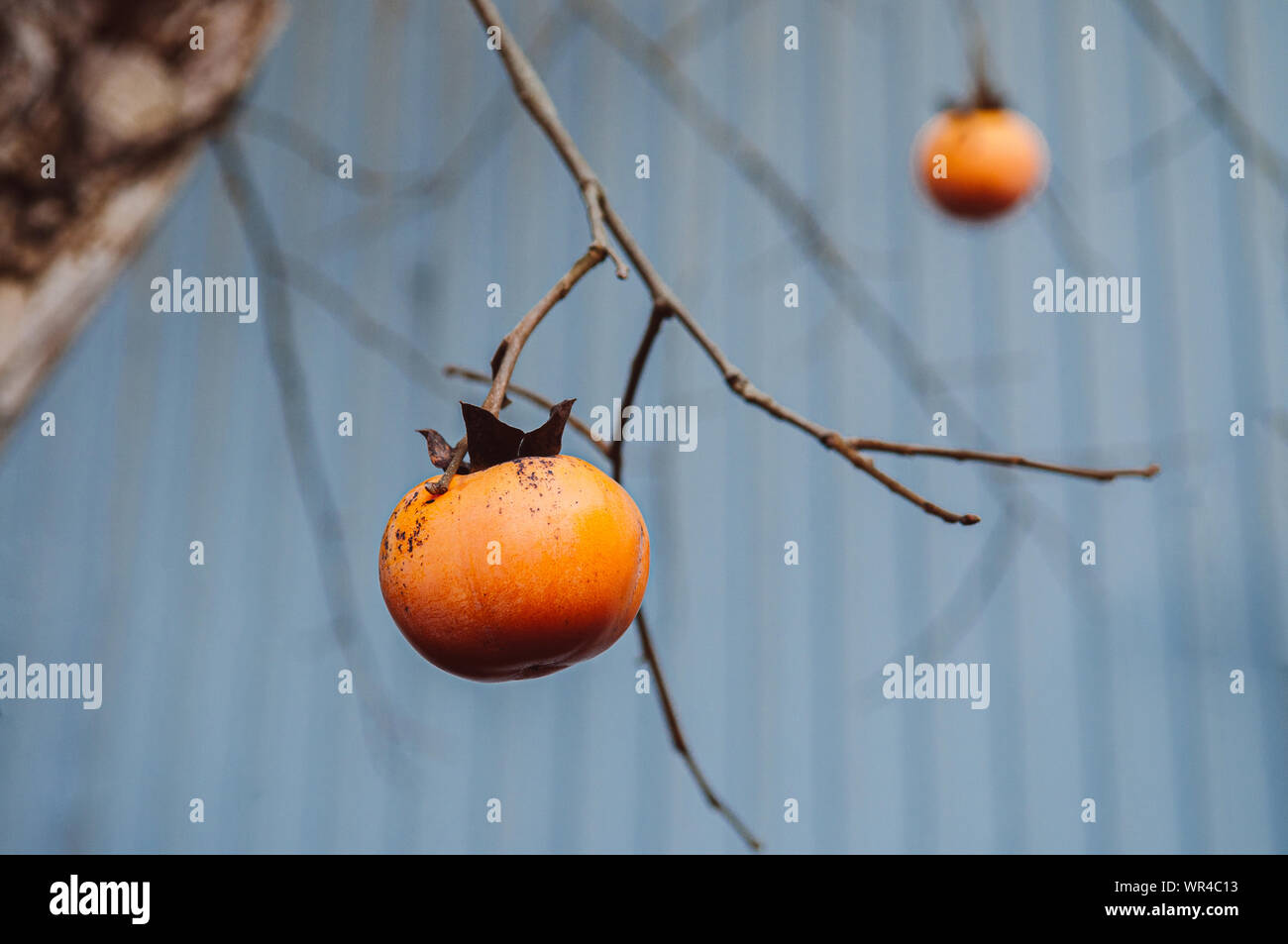 Japanese Kaki fresh beautiful organic persimmon fruits on its tree ...