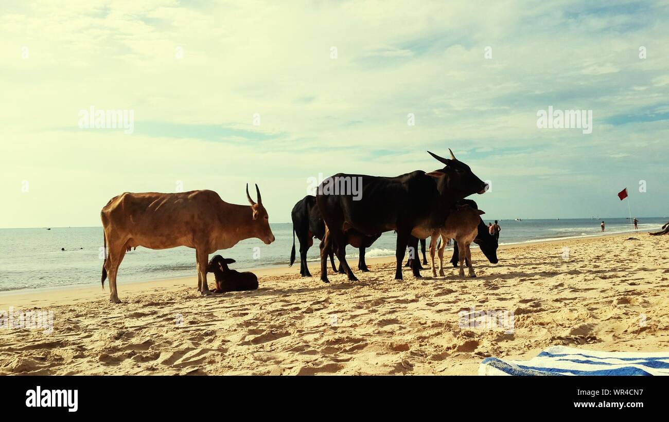 Cattle on the beach hi-res stock photography and images - Alamy
