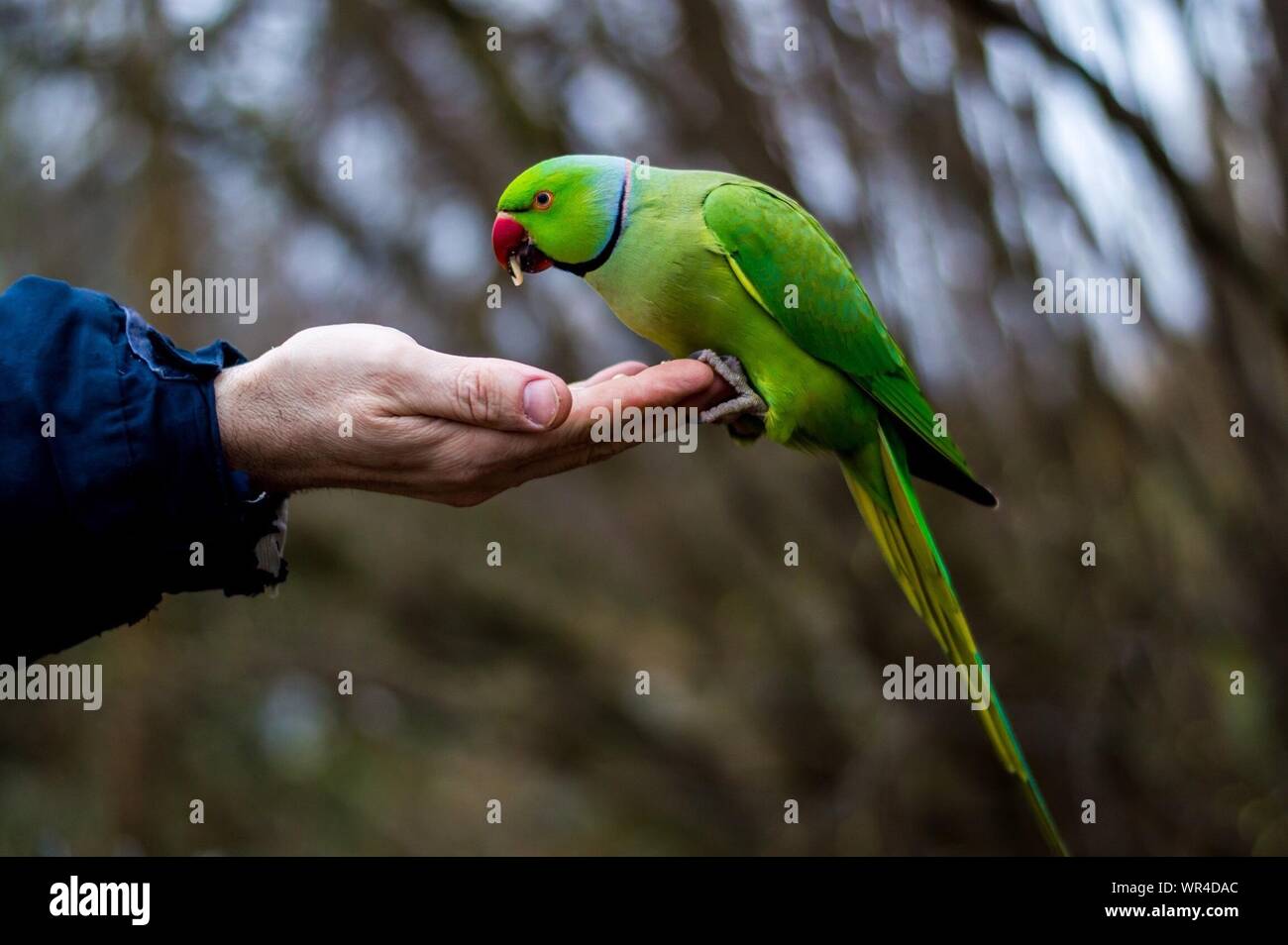 Holding bird palm hi-res stock photography and images - Alamy