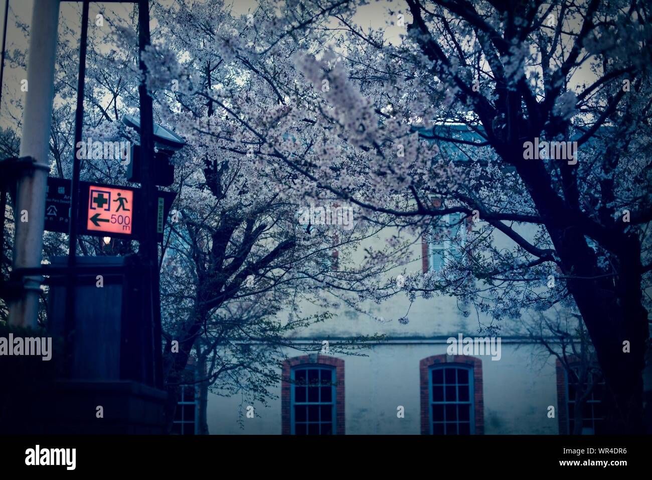 Cherry blossoms spring symbol hi-res stock photography and images - Alamy