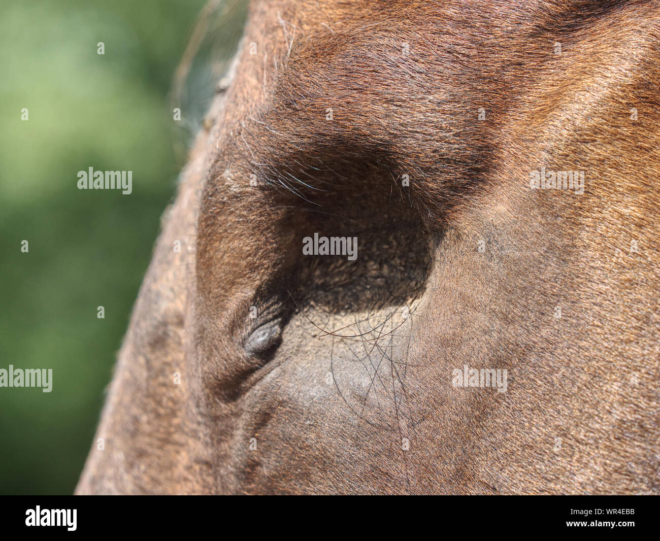 Detail of blind horse head. Horse without eye ball. The eye missing ...