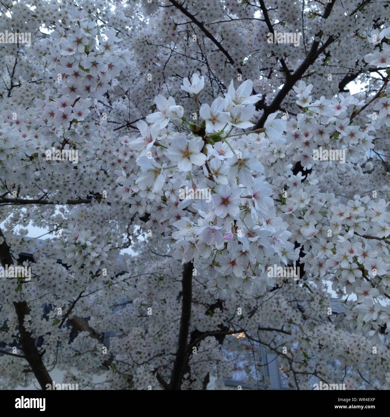 White cherry tree hi-res stock photography and images - Alamy