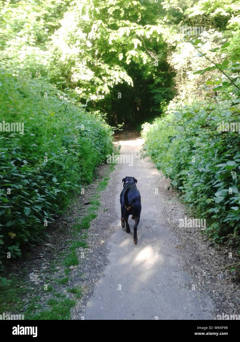 Walking rottweiler hi-res stock photography and images - Alamy