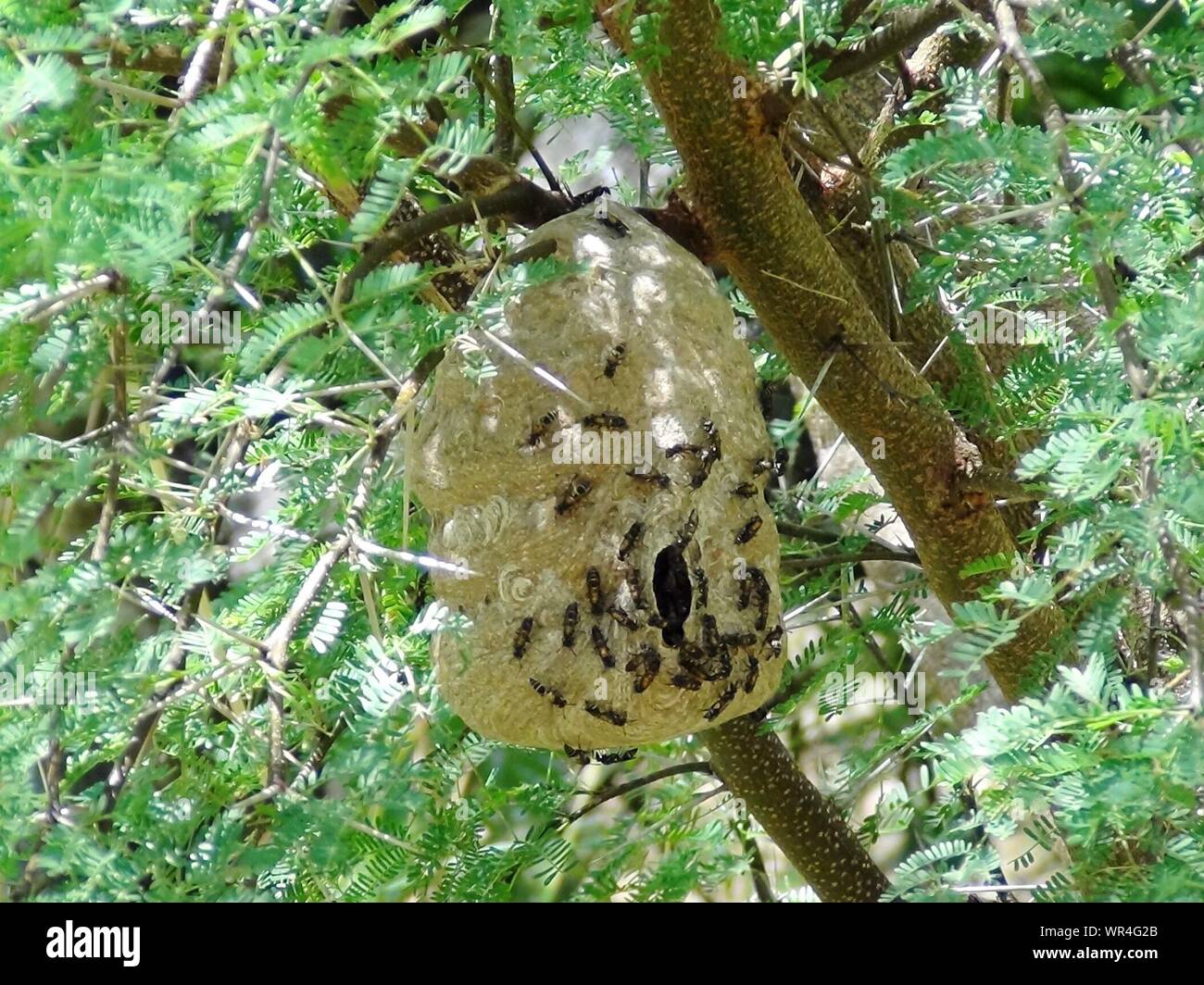 Bees Nest High Resolution Stock Photography and Images - Alamy