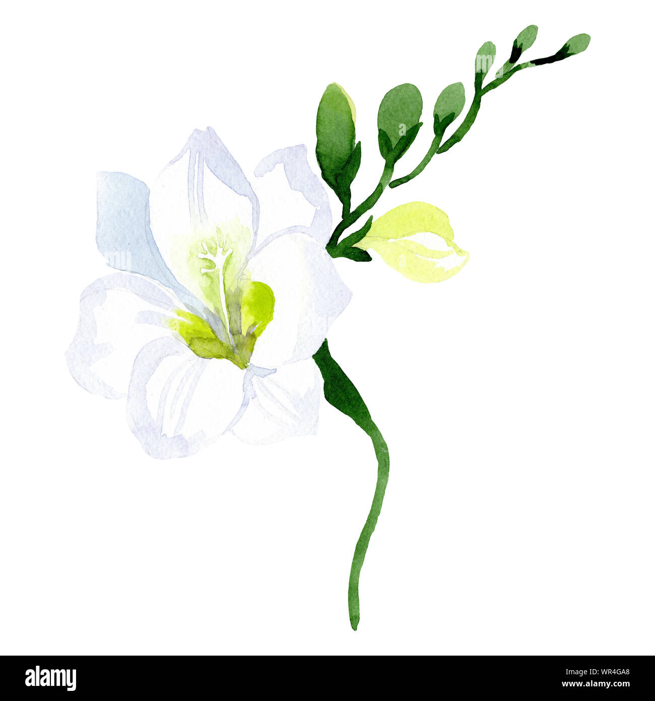 White freesia floral botanical flower. Watercolor background set ...
