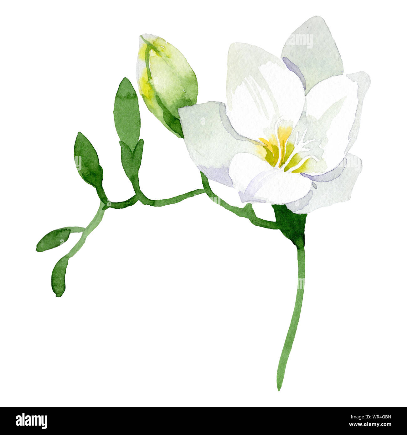 White freesia floral botanical flower. Watercolor background set ...