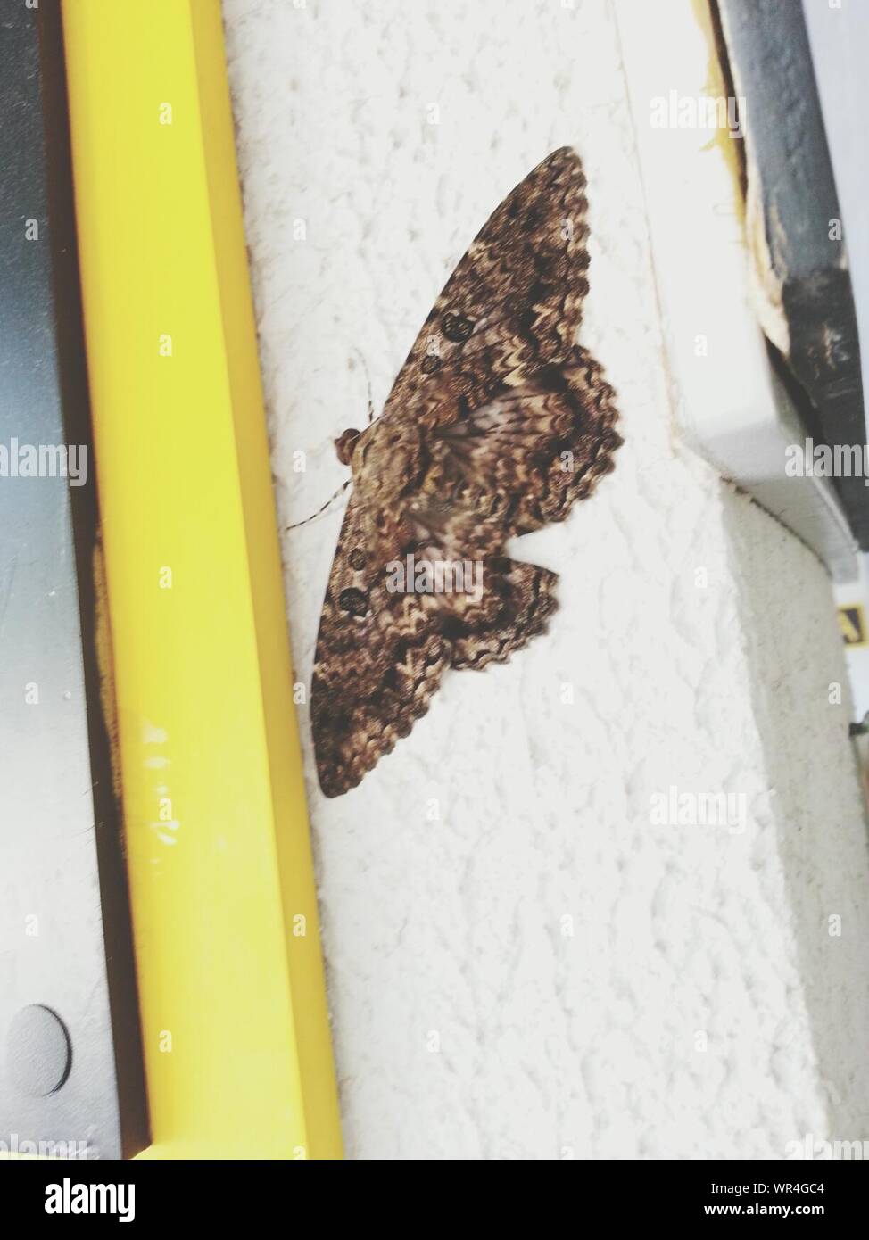 Moth on wall hi-res stock photography and images - Alamy