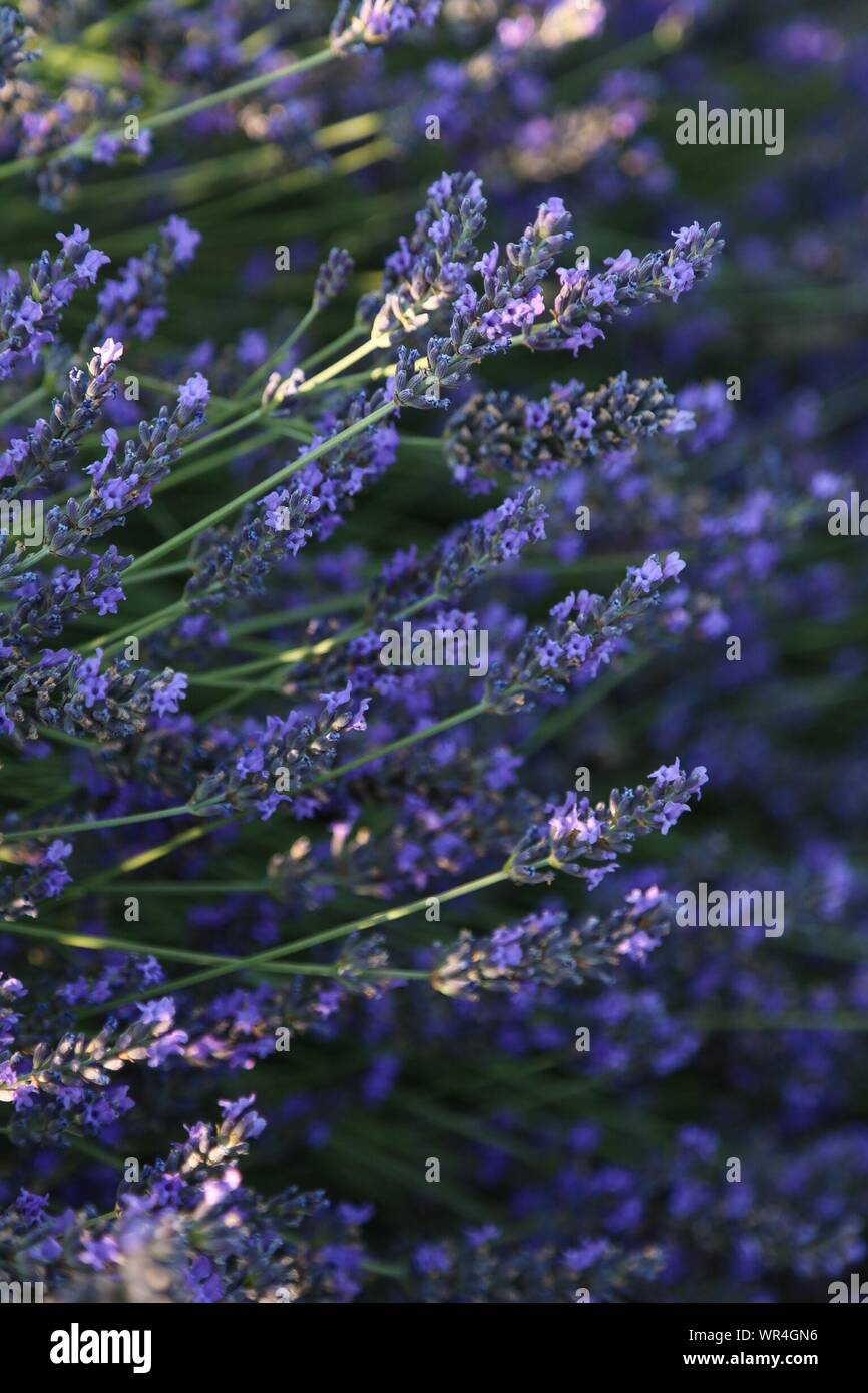 Close Up Lavender Flowers Stock Photos & Close Up Lavender Flowers ...