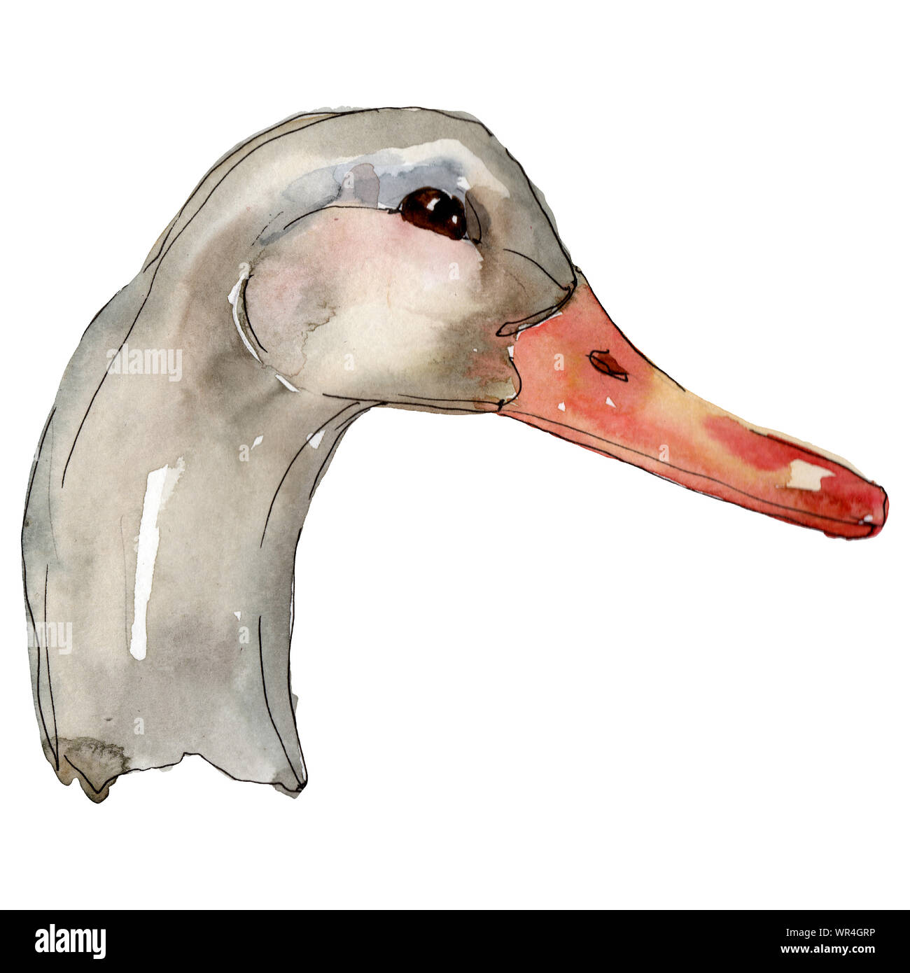 Duck head farm bird isolated. Watercolor background illustration set ...