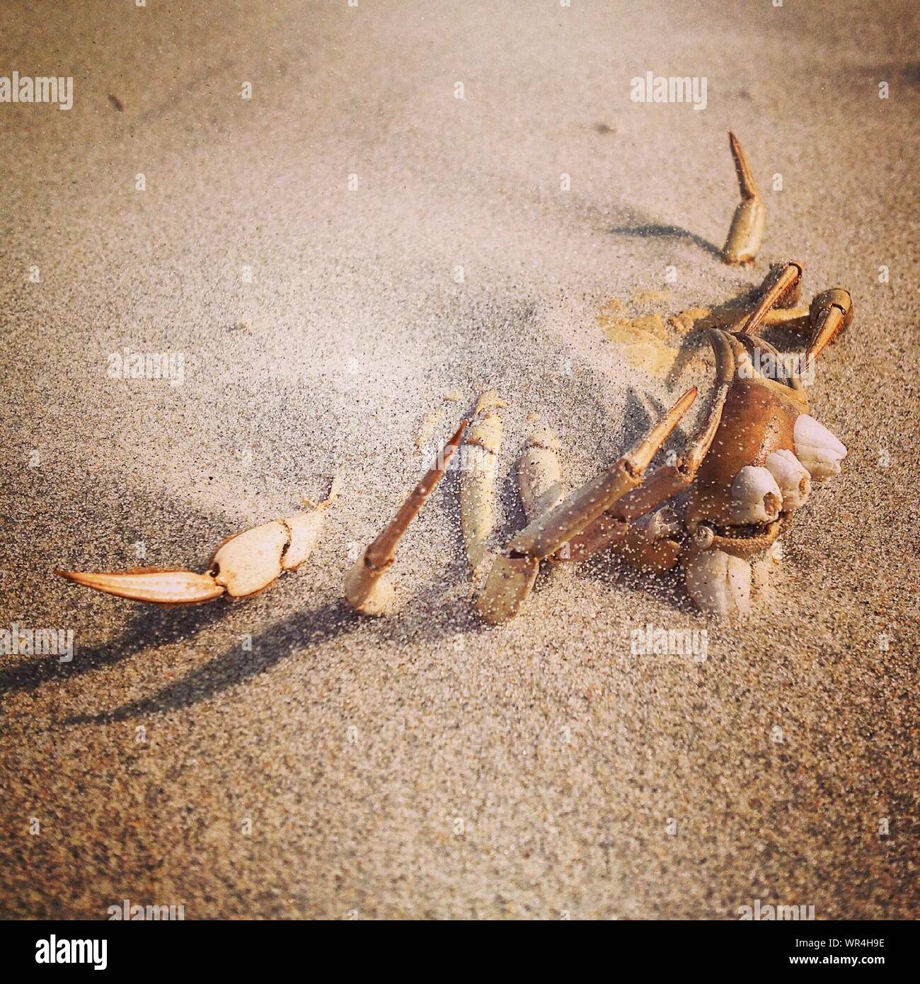 Dead crab and beach hi-res stock photography and images - Alamy