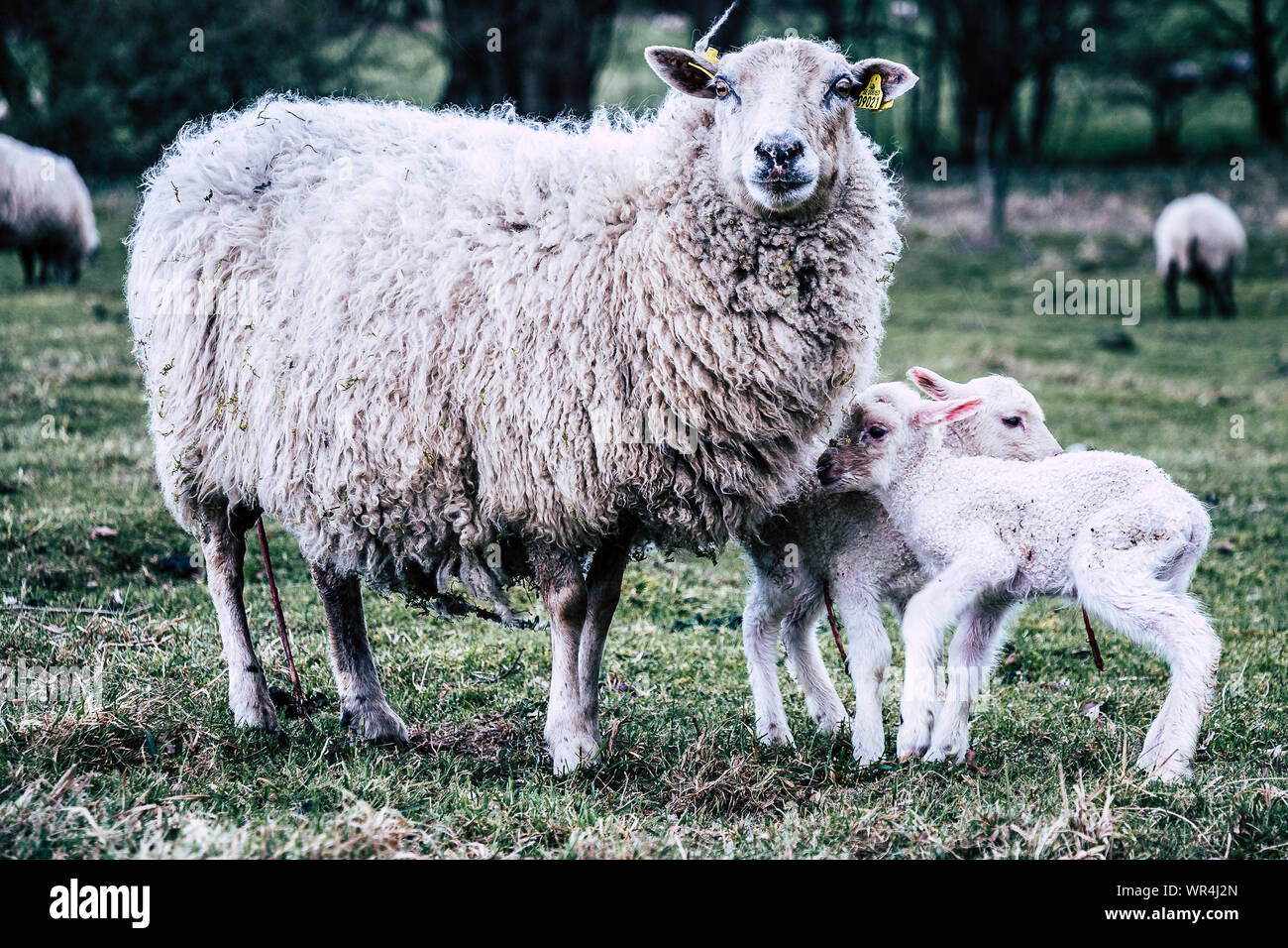Five lambs hi-res stock photography and images - Alamy
