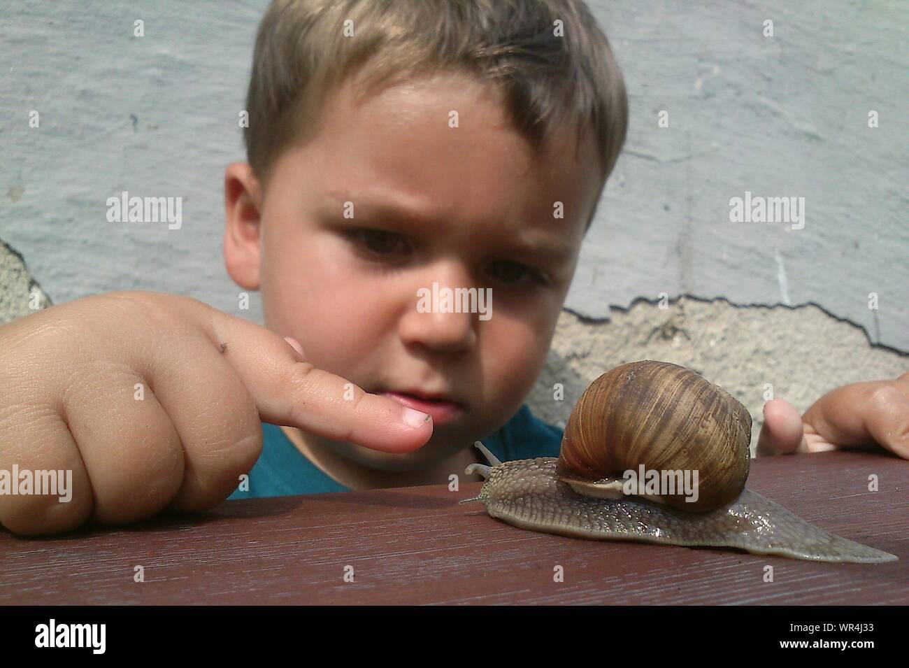 Real snail hi-res stock photography and images - Alamy