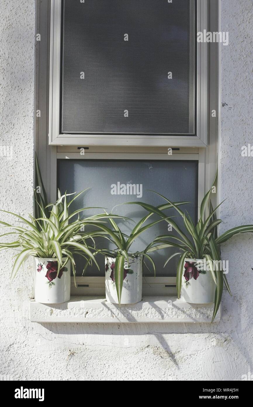 Window sill plants hi-res stock photography and images - Alamy