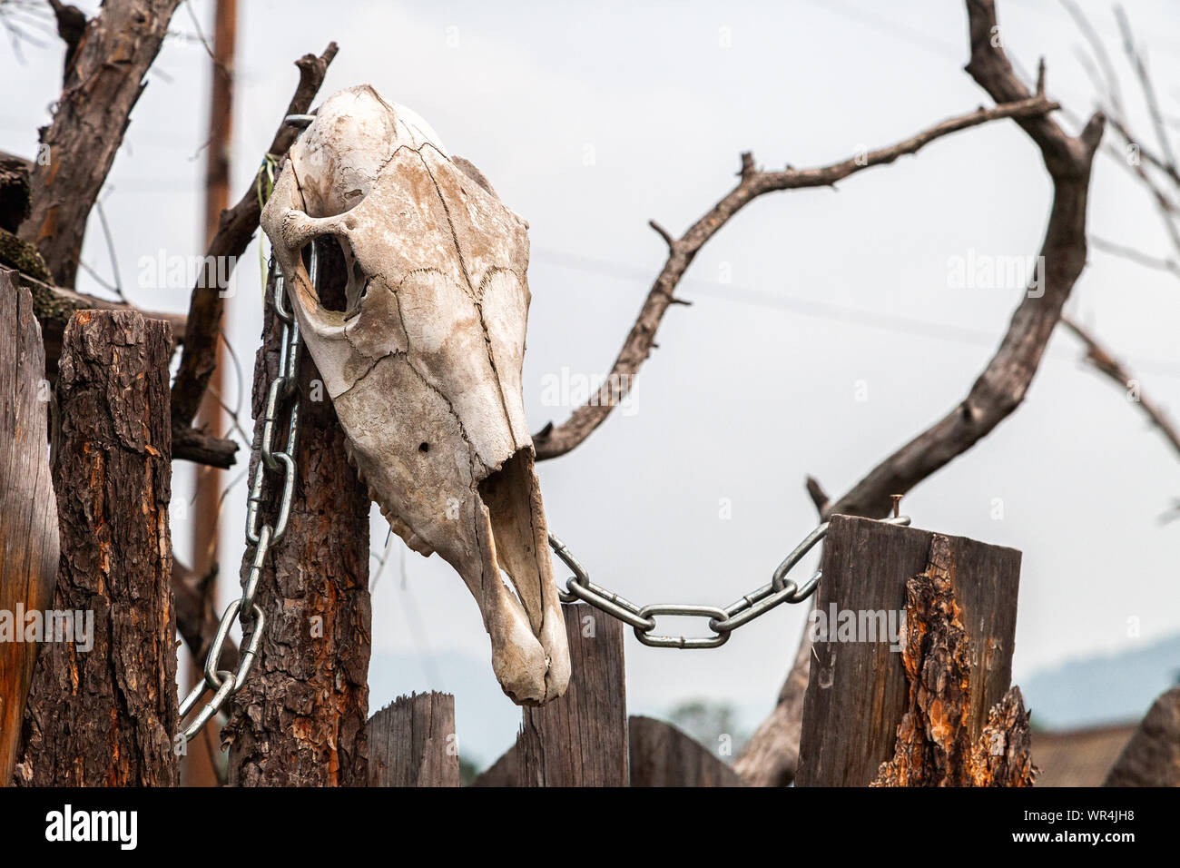 Close-up of a white cow skull with horns on a wooden stump in the ...