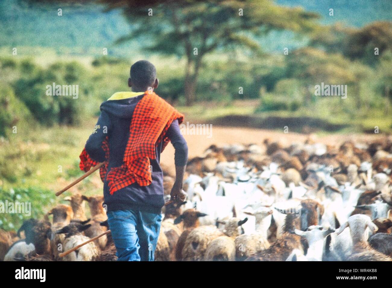 Walking with goats hi-res stock photography and images - Alamy