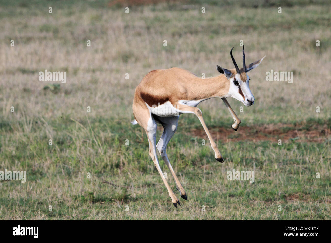 Adult female springbok juming for joy on plains of Africa Stock Photo ...