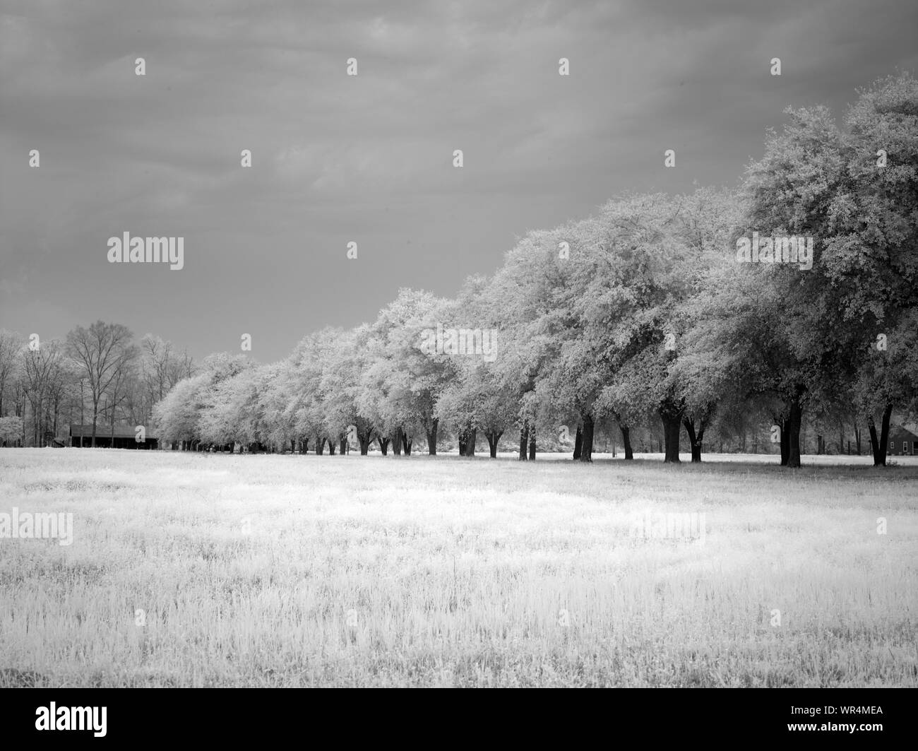 Meadow in the Polk County portion of Big Thicket National Preserve, a U ...