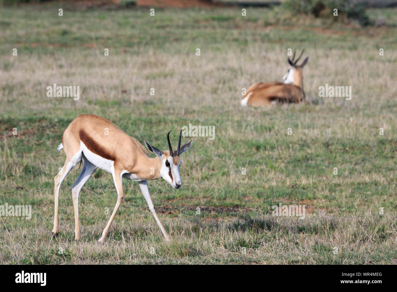 Two adult female springbok in lush green grassland Stock Photo - Alamy