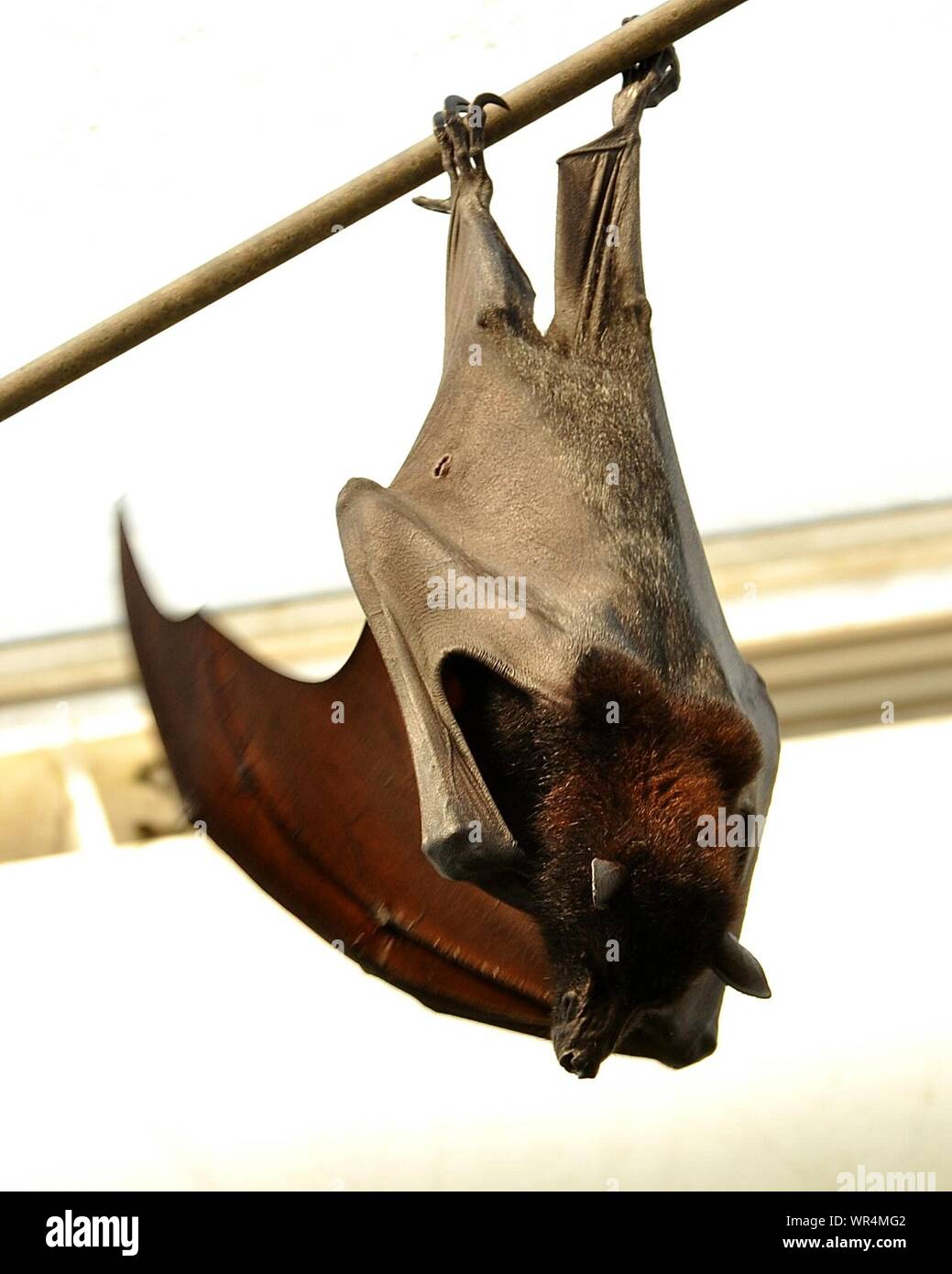 Bat Hanging Upside Down High Resolution Stock Photography and Images ...