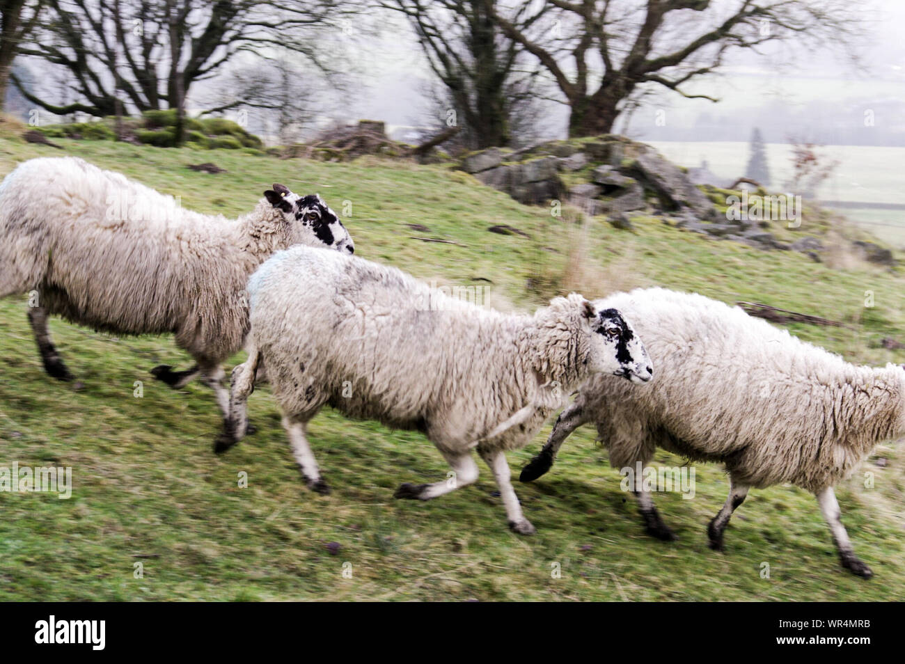 Sheep running hi-res stock photography and images - Alamy