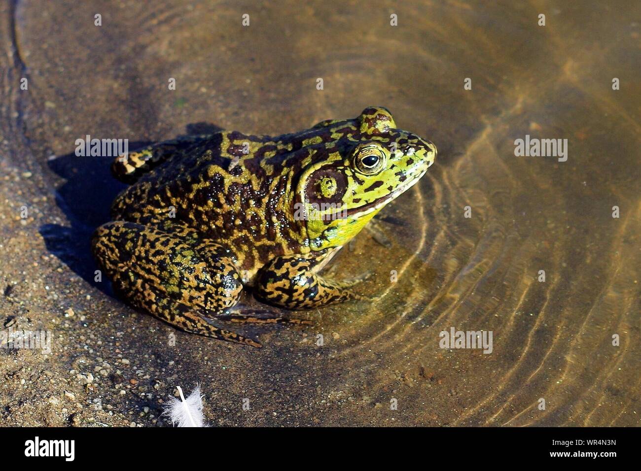 Water toad hi-res stock photography and images - Alamy