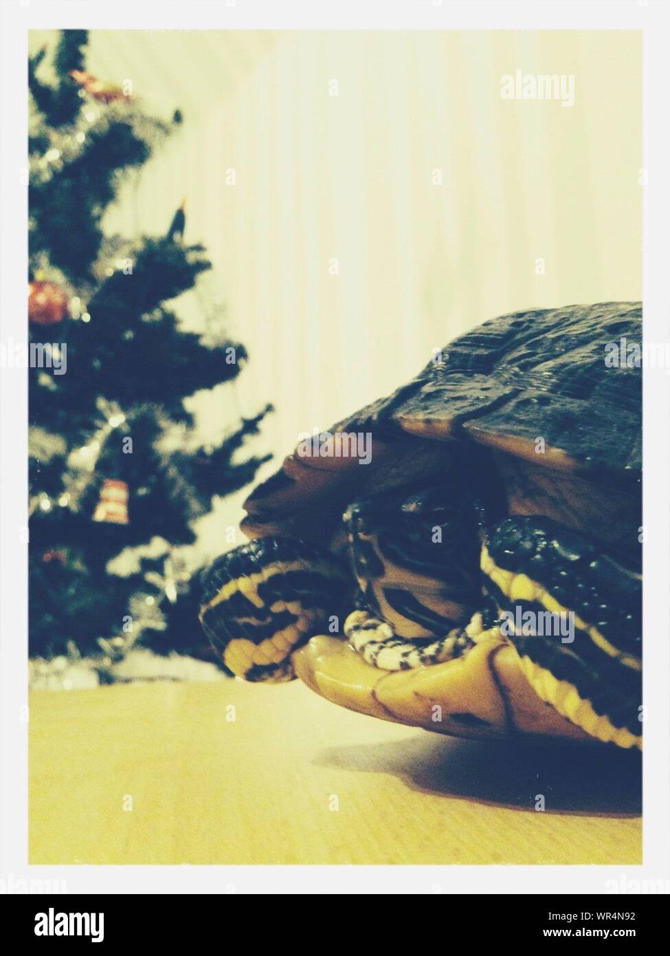 Turtle hiding hi-res stock photography and images - Alamy