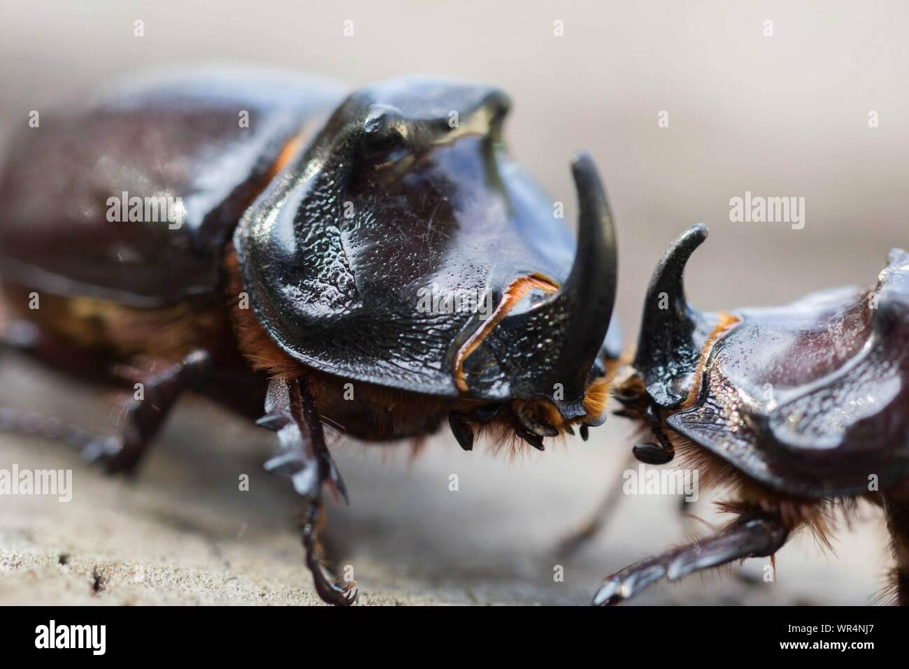 Fighting beetle hi-res stock photography and images - Alamy
