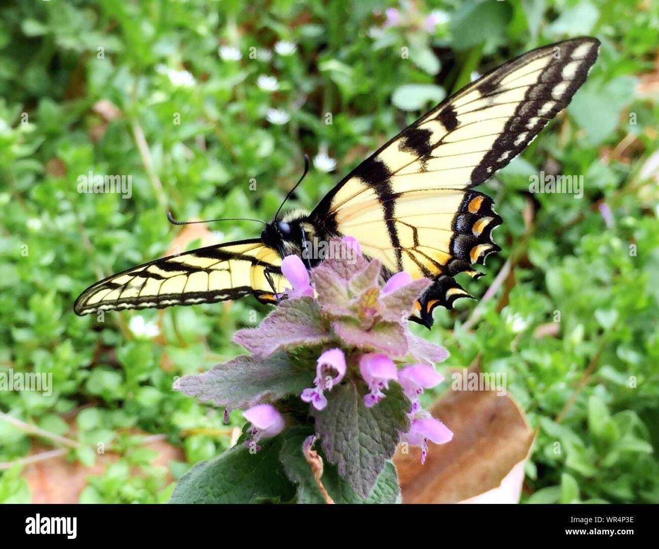 Very large butterfly hi-res stock photography and images - Alamy