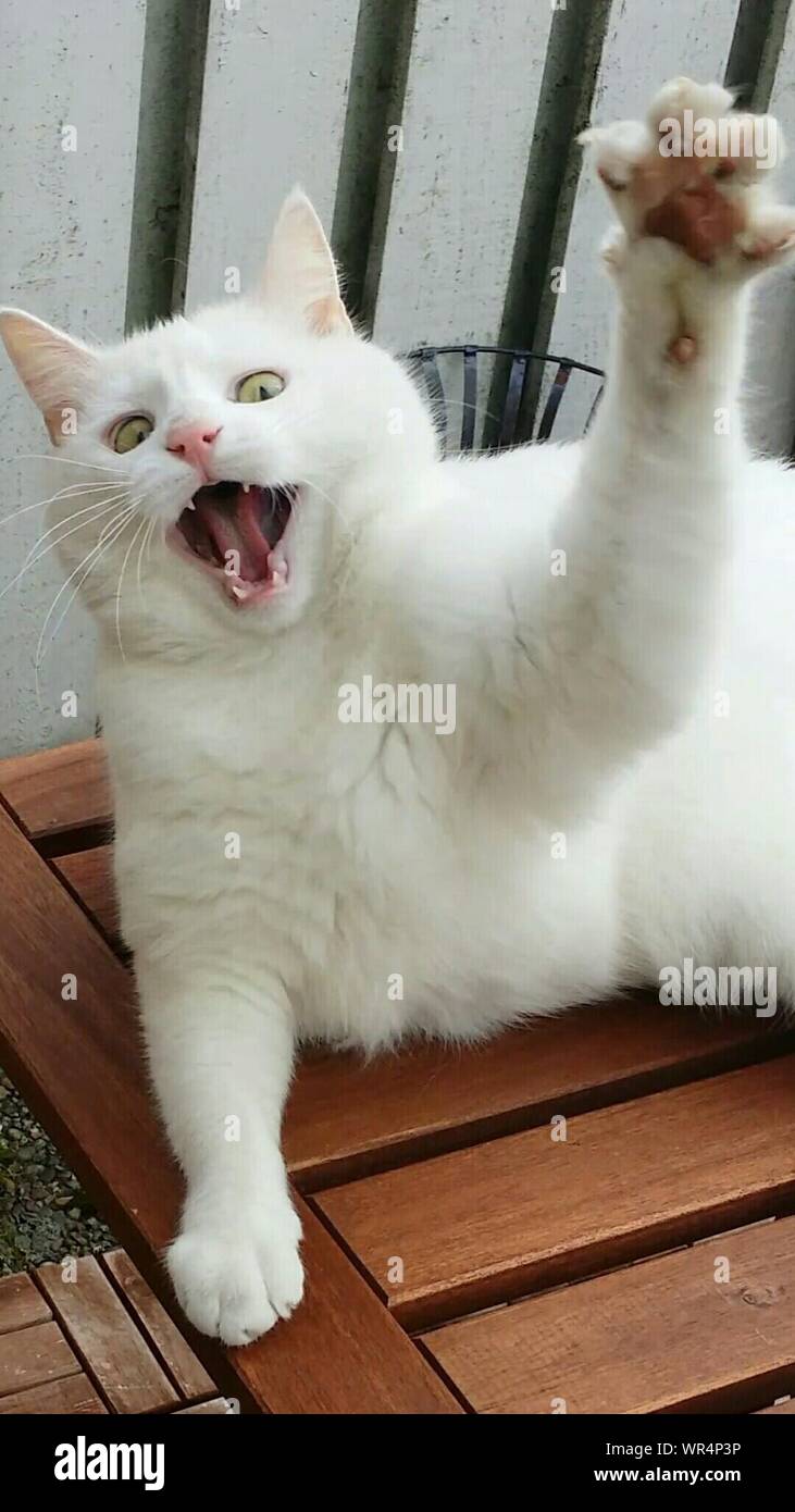 Cat Reaching Up High Resolution Stock Photography and Images - Alamy