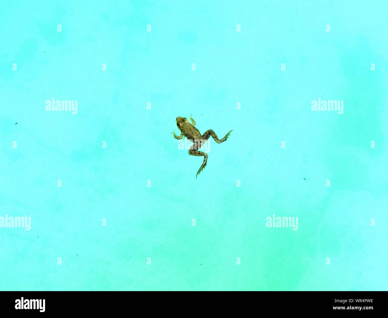 Swimming pool with frog hi-res stock photography and images - Alamy