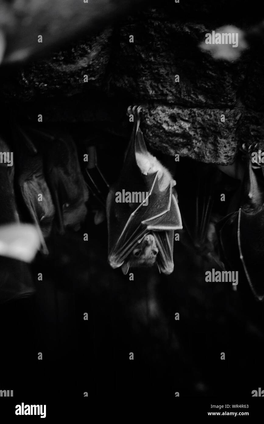 Bats cave people hi-res stock photography and images - Alamy