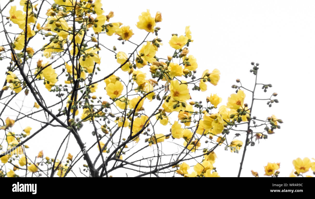 Cochlospermum hi-res stock photography and images - Alamy