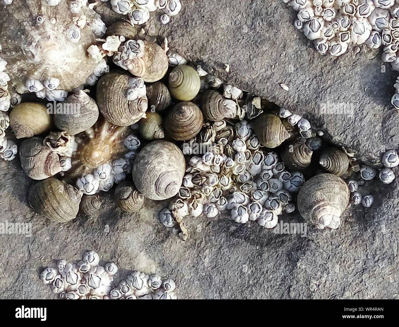 Beach fungus hi-res stock photography and images - Alamy