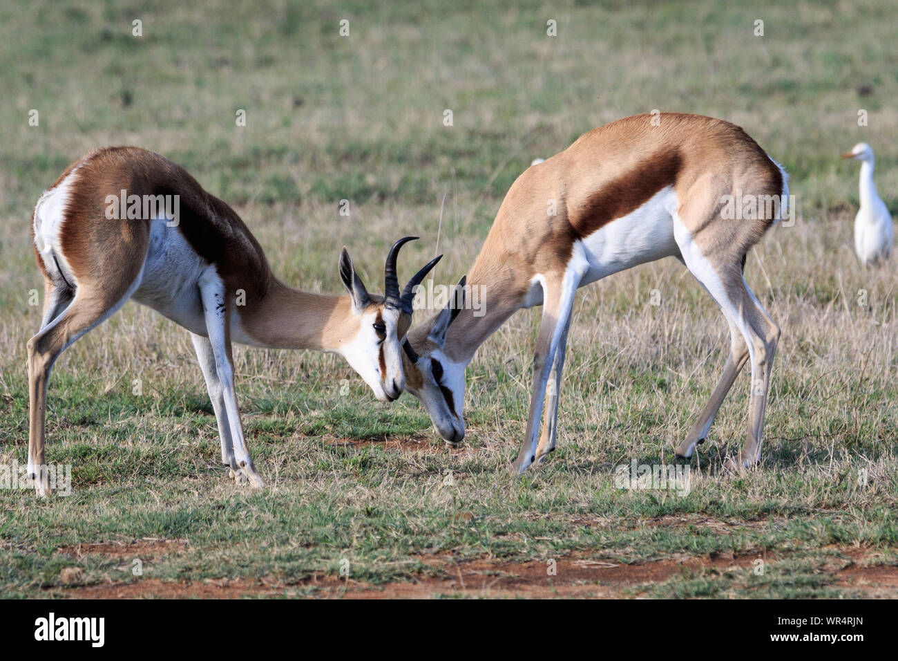 Springbok pronking hi-res stock photography and images - Alamy