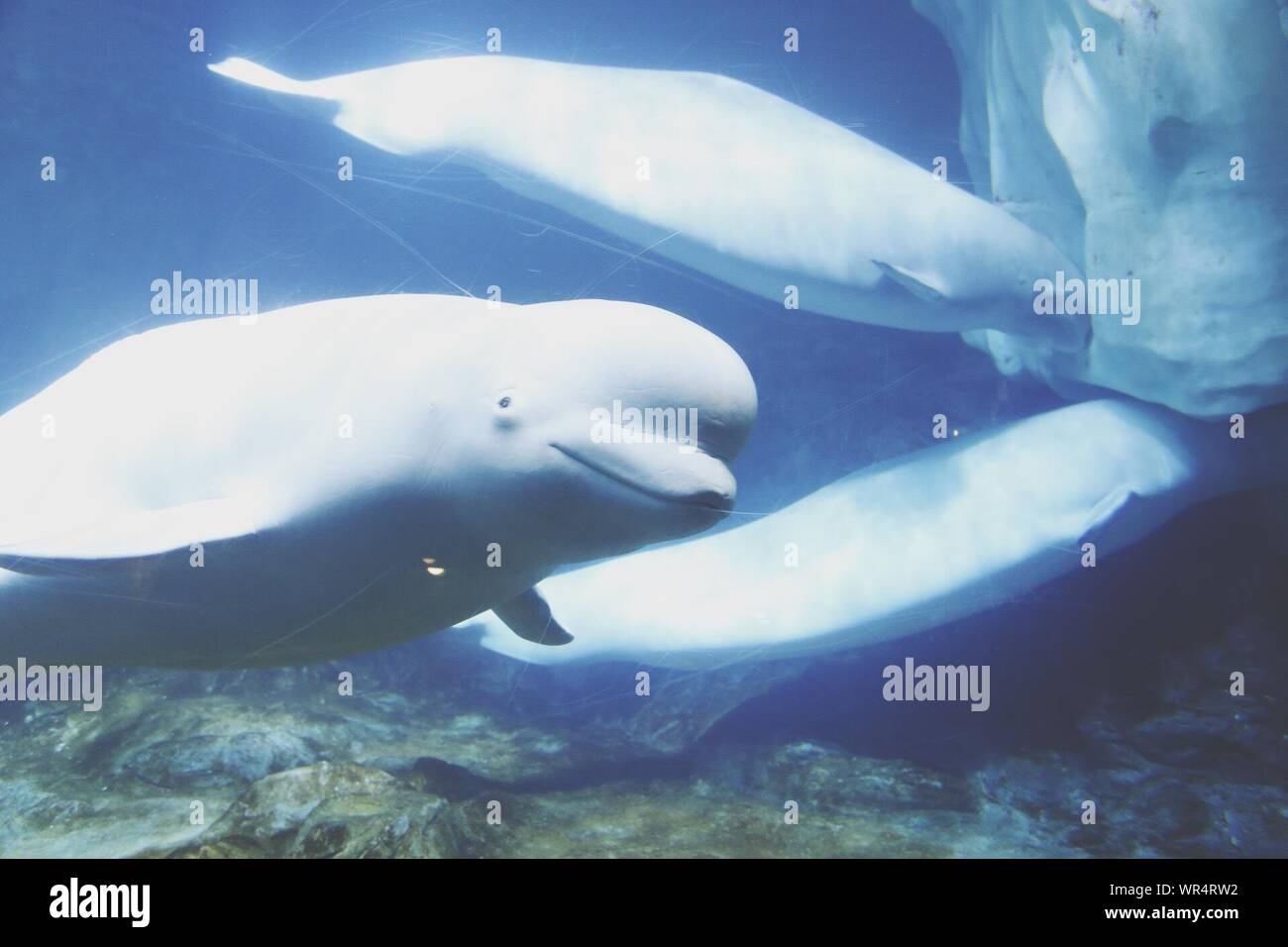Beluga whales hi-res stock photography and images - Alamy