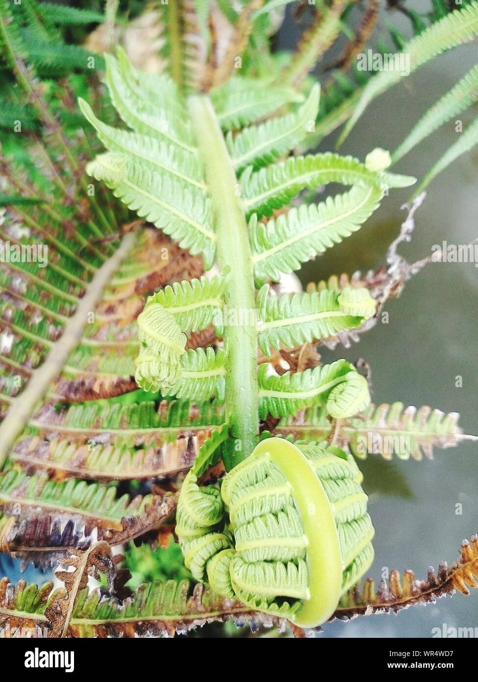Fern plant curling hi-res stock photography and images - Alamy