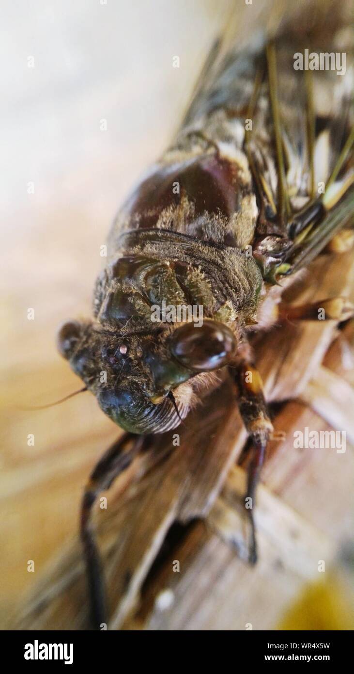 Insect basket hi-res stock photography and images - Alamy