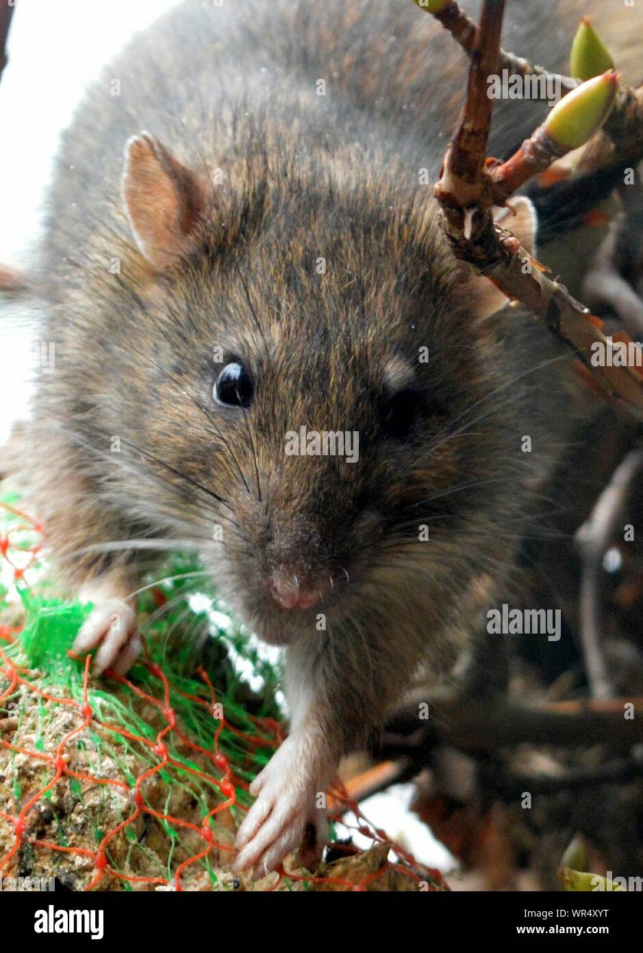 Brown rat close up hi-res stock photography and images - Alamy