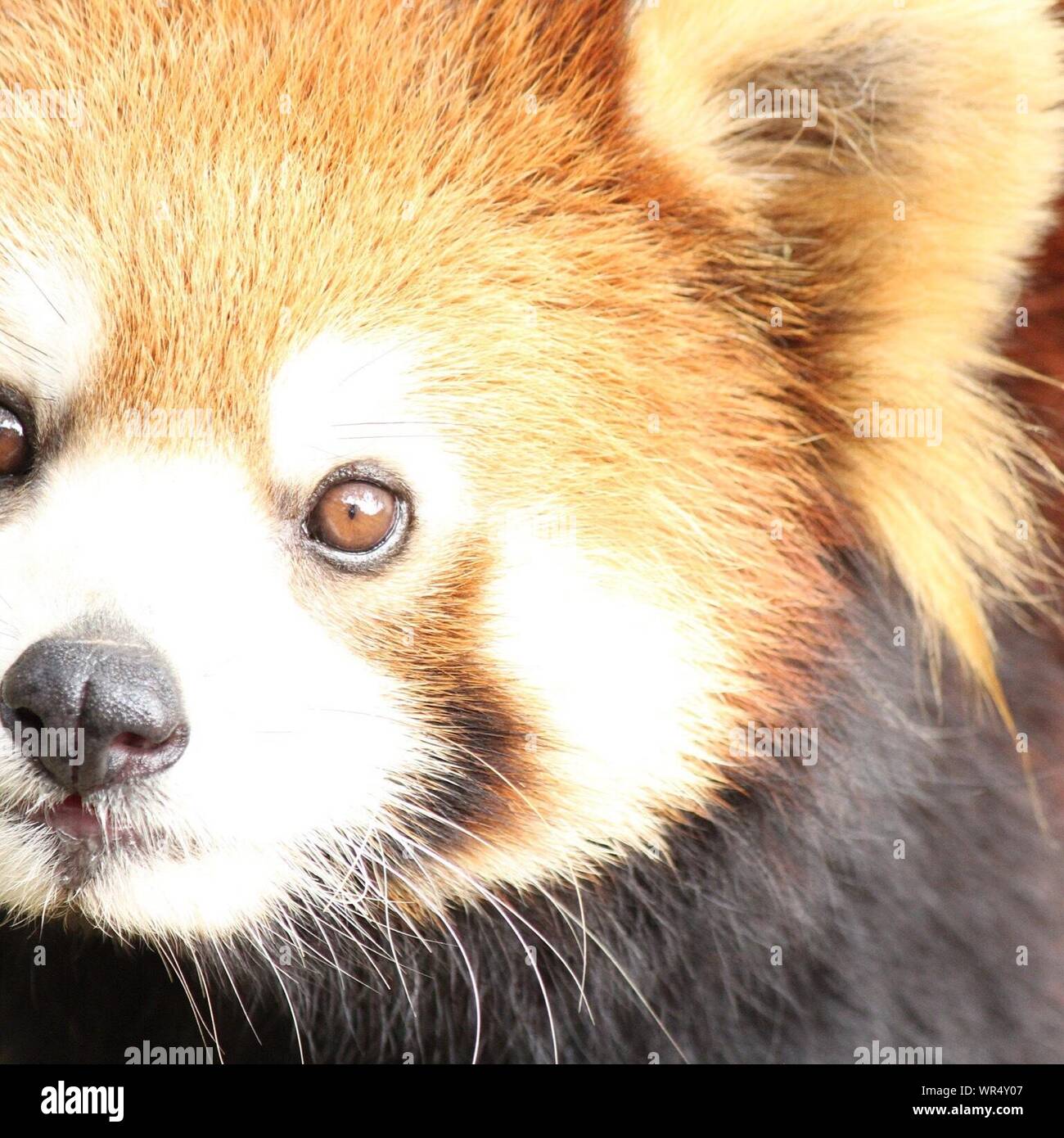 Panda Eye Close High Resolution Stock Photography and Images - Alamy