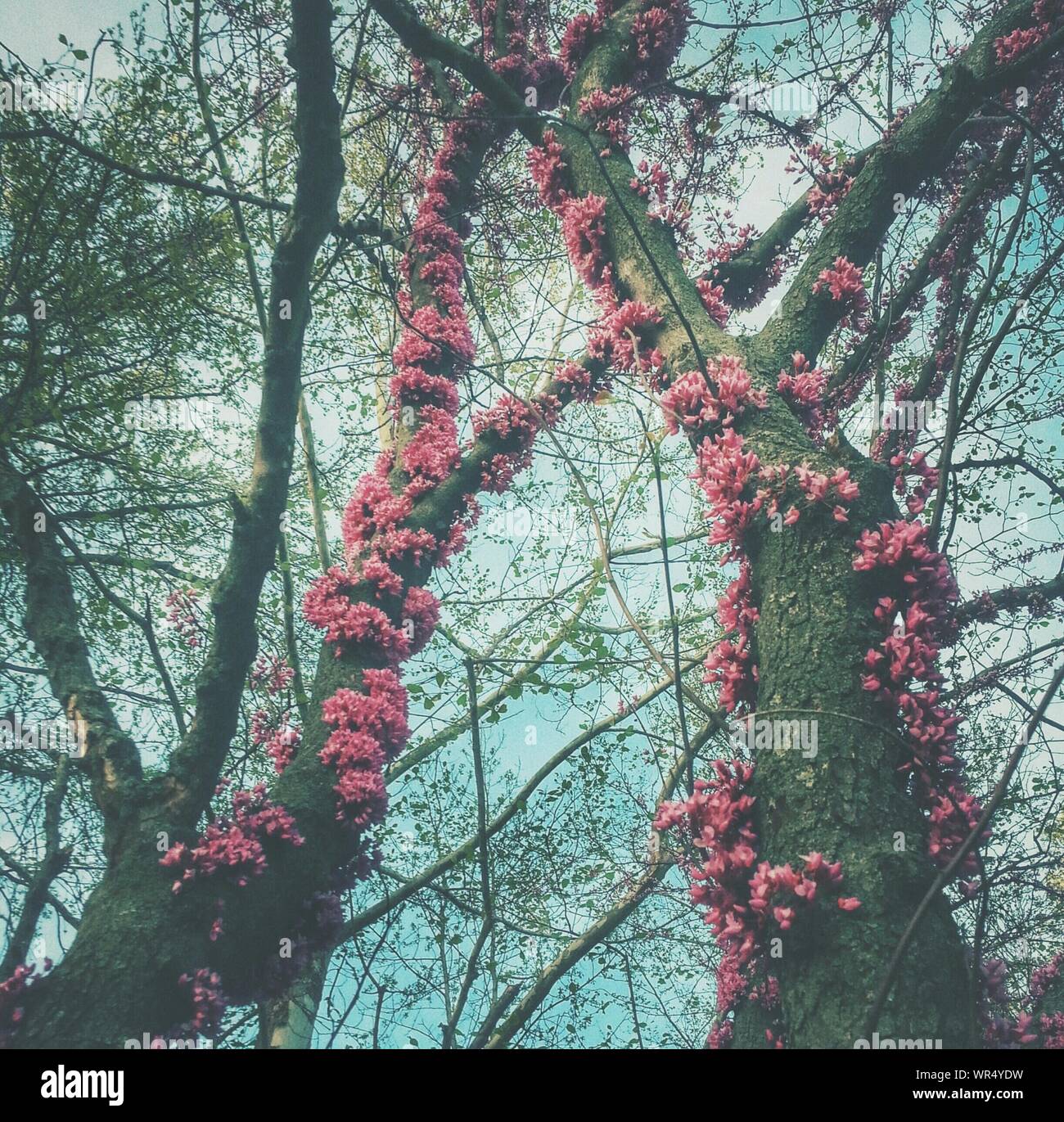 Pink trunks hi-res stock photography and images - Alamy