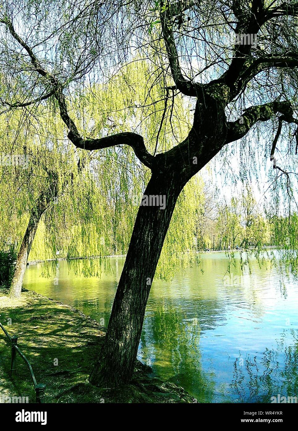 Willow Tree On Riverbank High Resolution Stock Photography and Images ...
